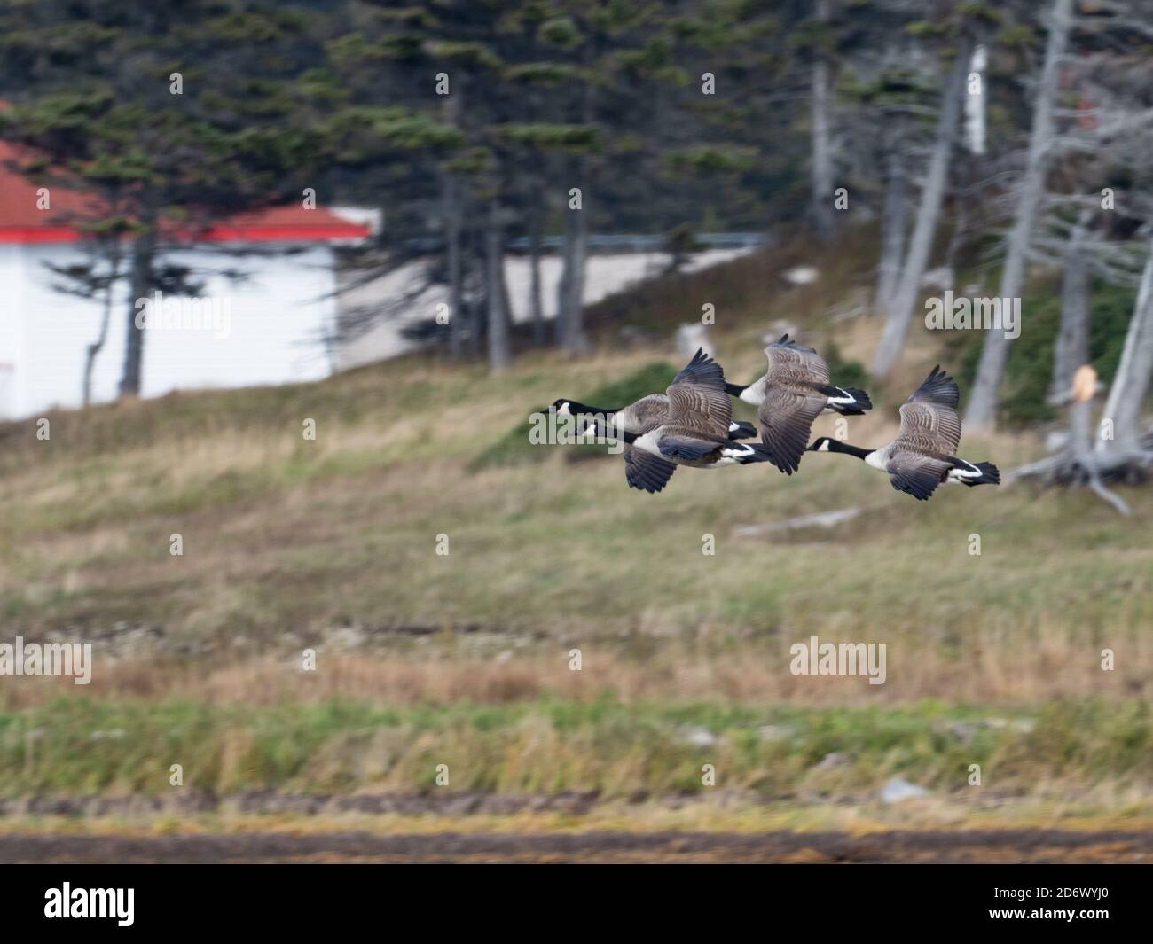 Hunting wild geese ducks snow geese goose hunt Stock Photo - Alamy