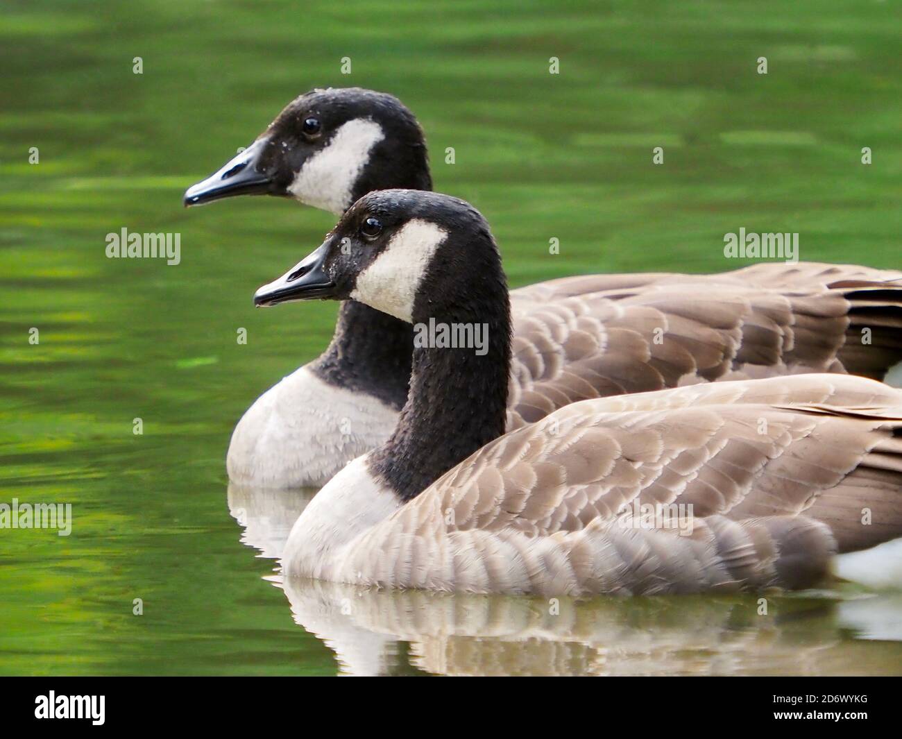 Canada Geese Swimming