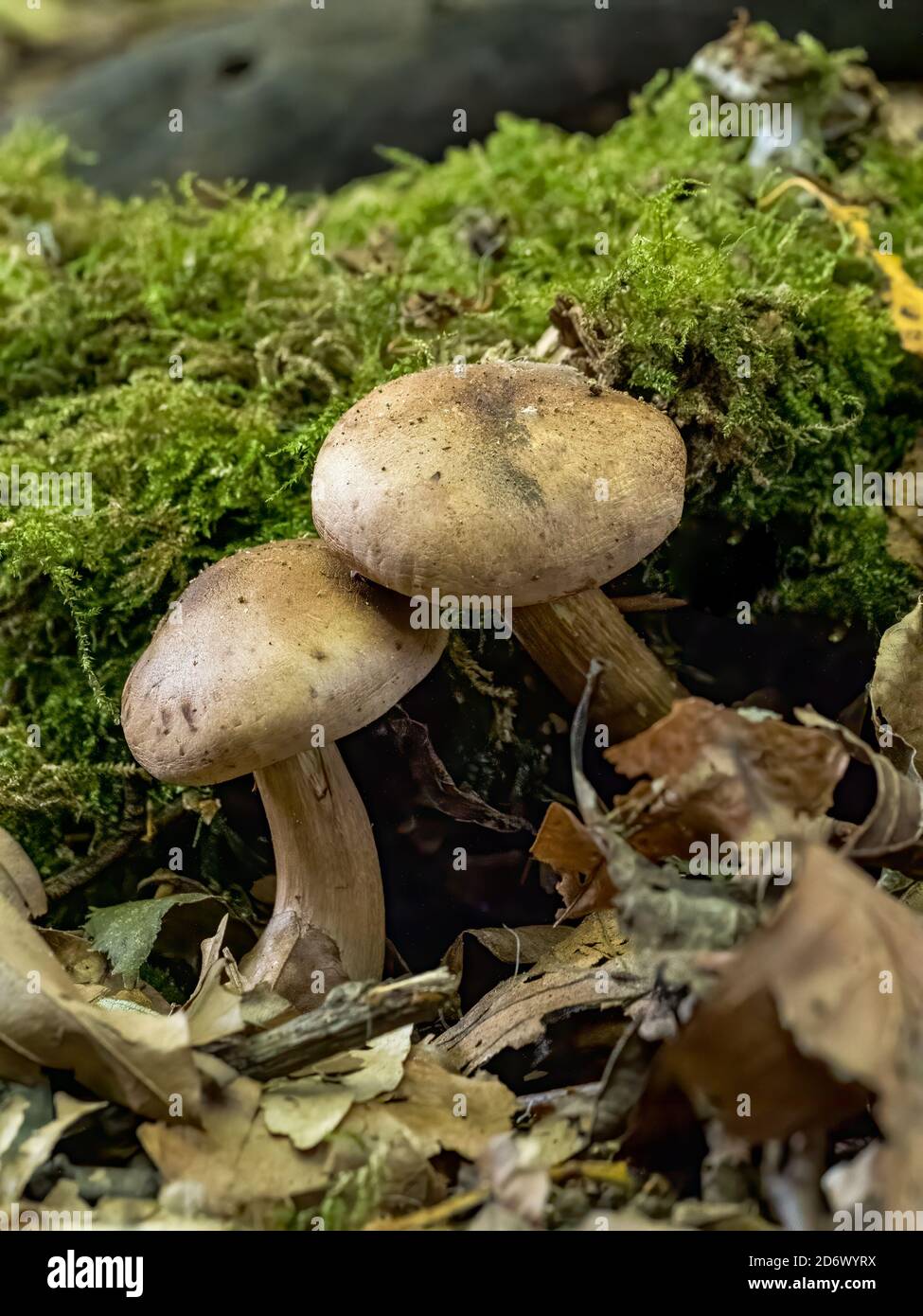 Dapperling hi-res stock photography and images - Alamy