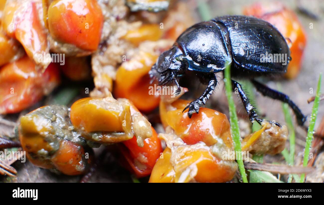Black Dung Beetle Insect crawling over some kind of orange slimy seeds ...