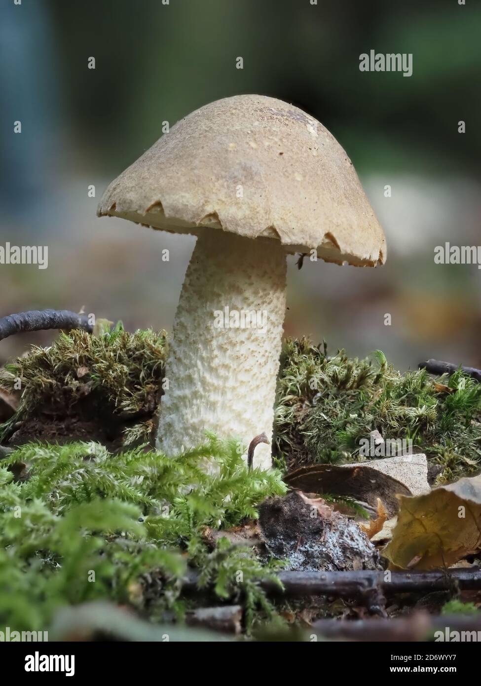 Ghost Bolete (Leccinum holopus Stock Photo - Alamy