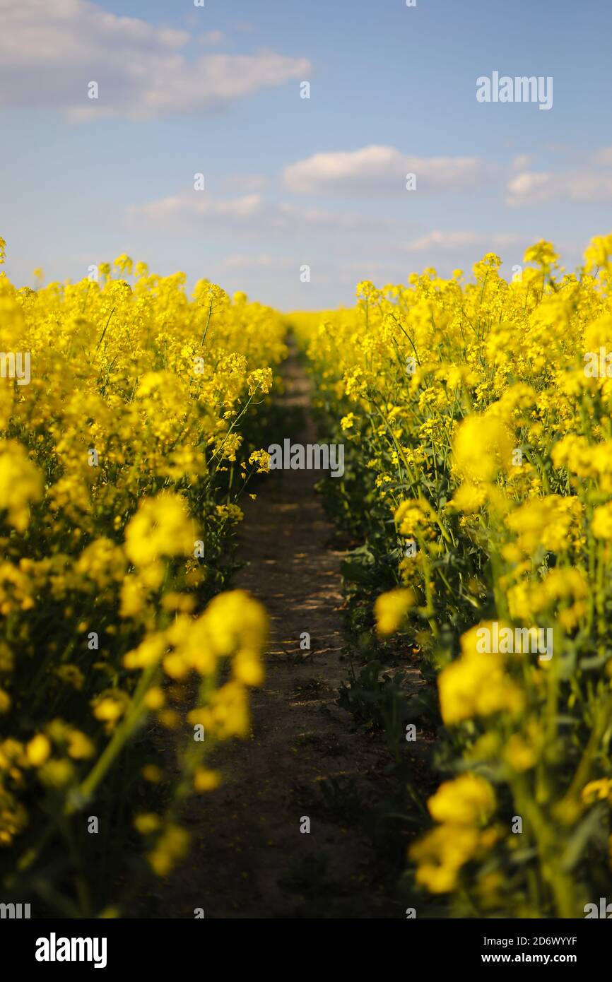 yellow rapeseed on a background of the sky. selective focus on color ...
