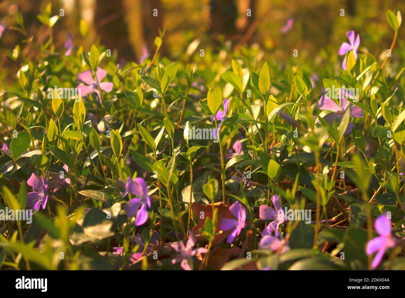 wild perivinc -Vinca Minor- in the undergrowth Stock Photo - Alamy