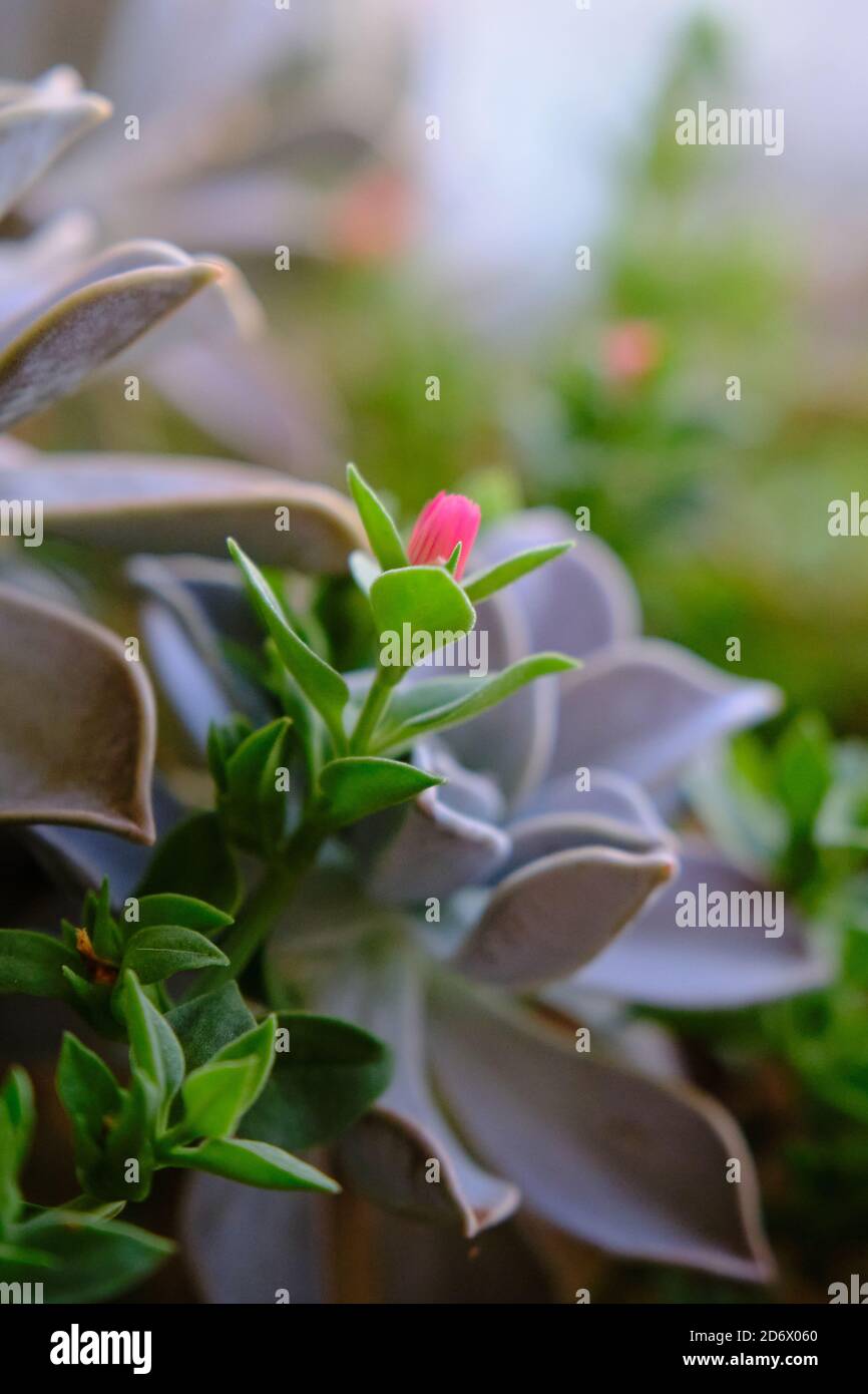 different succulents close up plants in natural lights Stock Photo - Alamy
