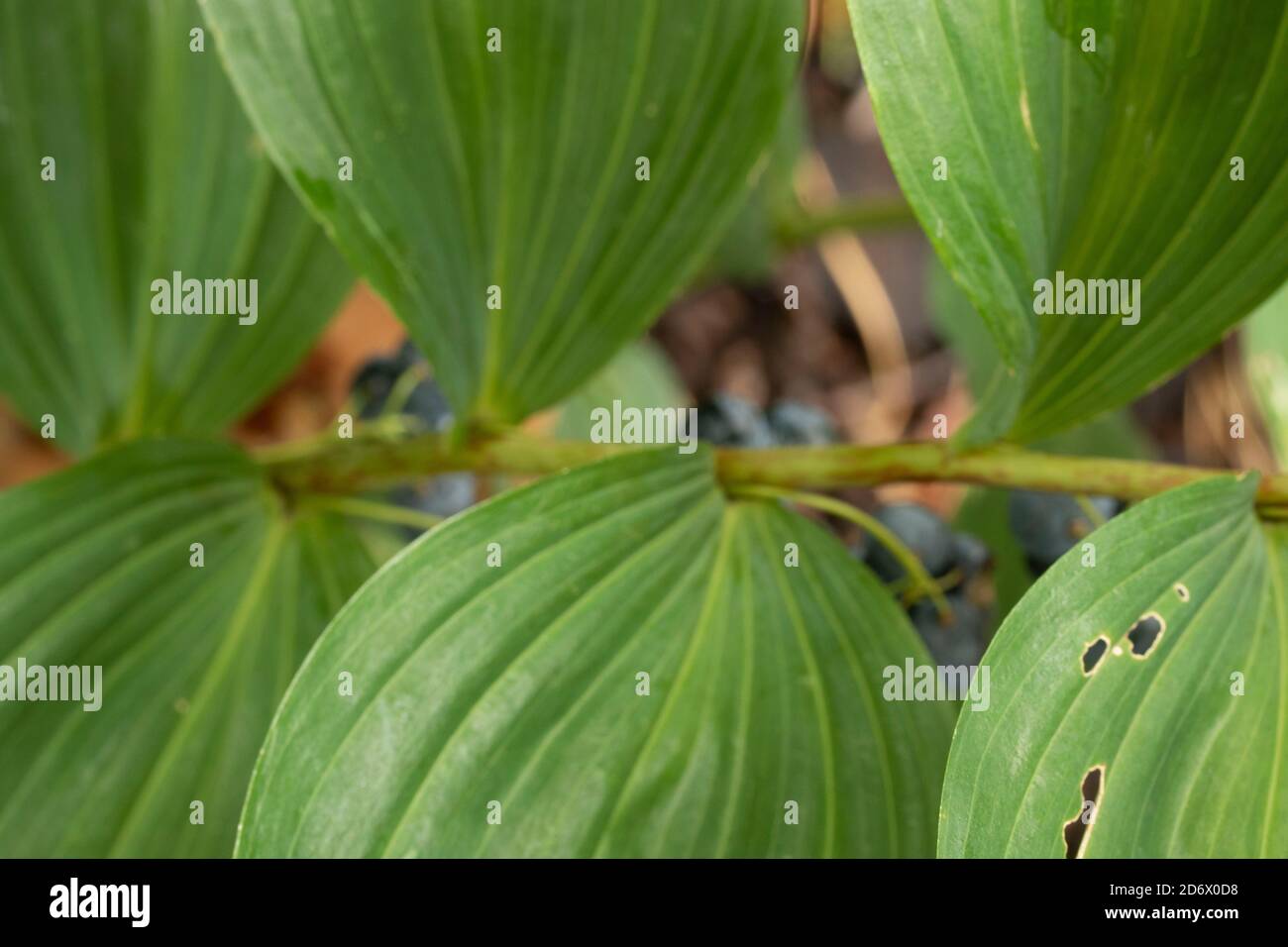 Lance Ovate Leaves High Resolution Stock Photography and Images - Alamy