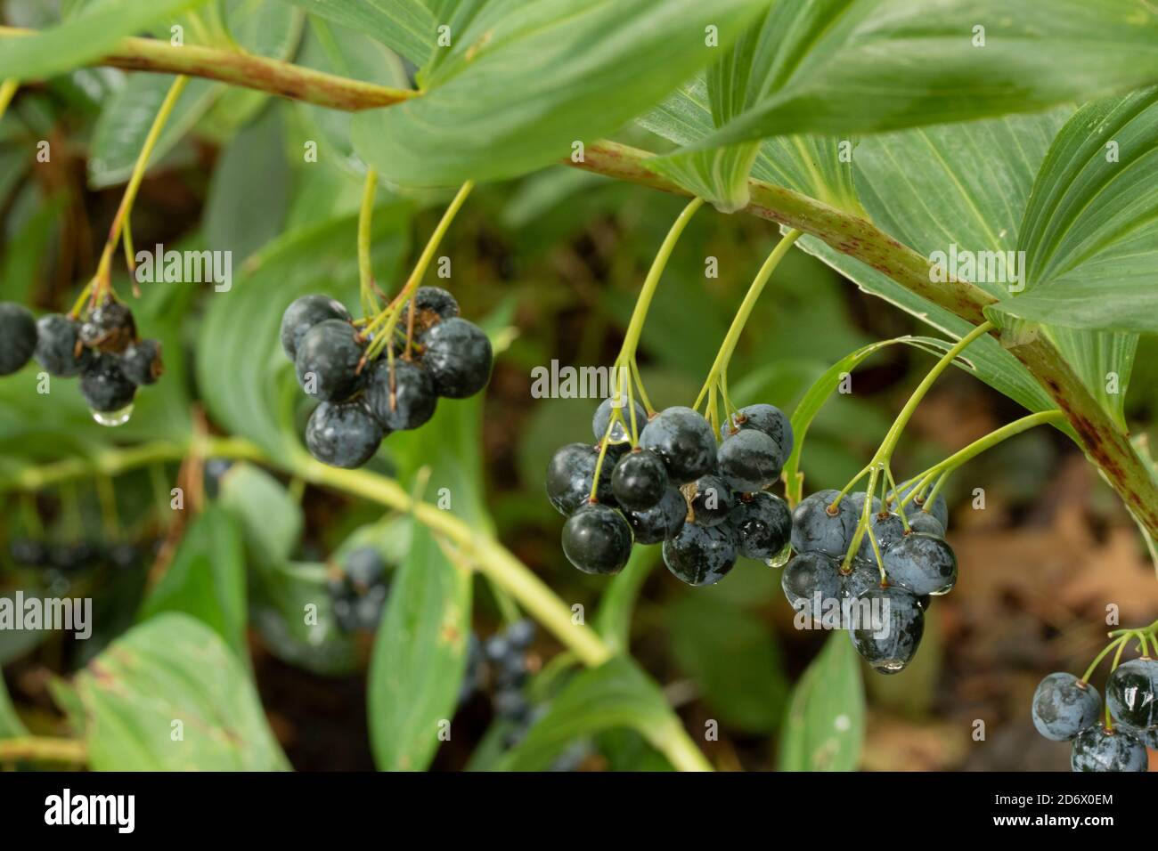 Ovate Lance Shaped Leaves High Resolution Stock Photography and Images ...