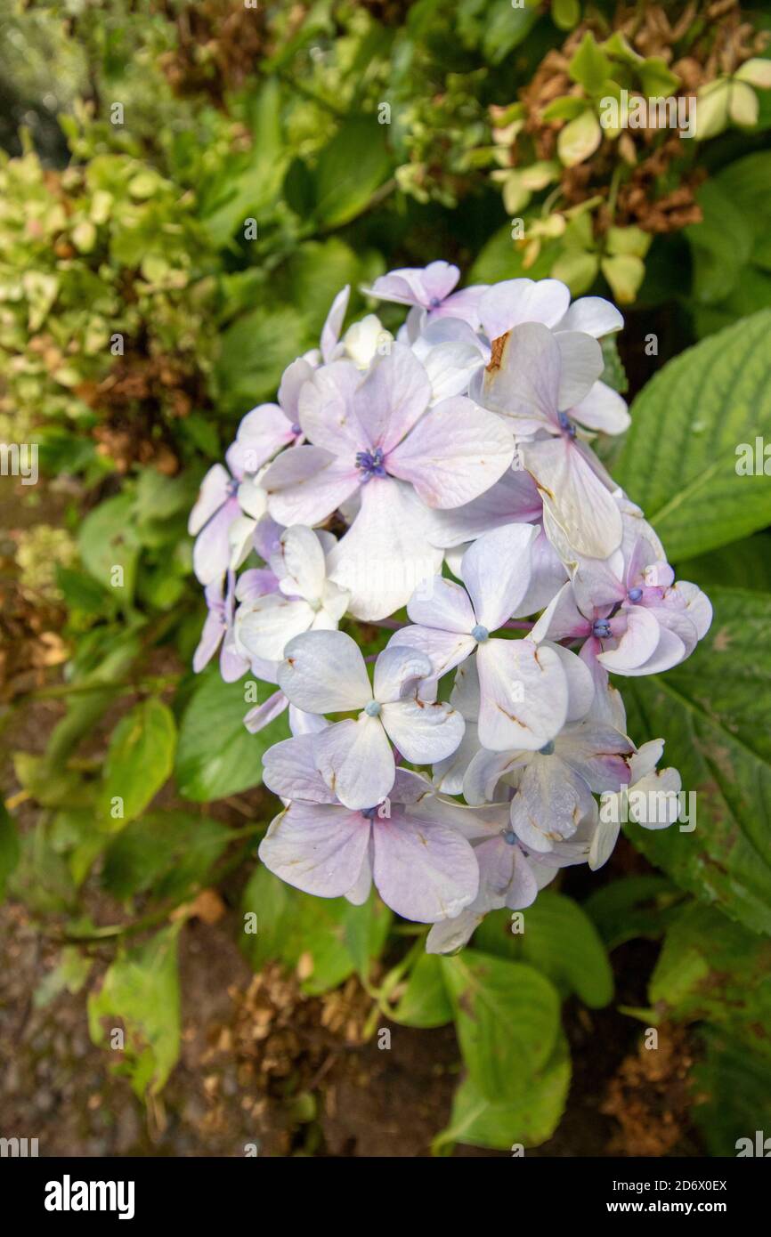 Hydrangea Macrophylla ‘Joseph Banks’ flowerhead in semi close up with ...