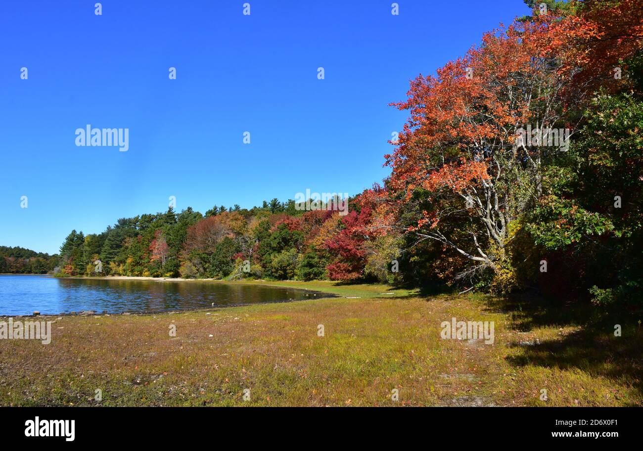 Forest around a lake with Fall foliage turning Stock Photo - Alamy