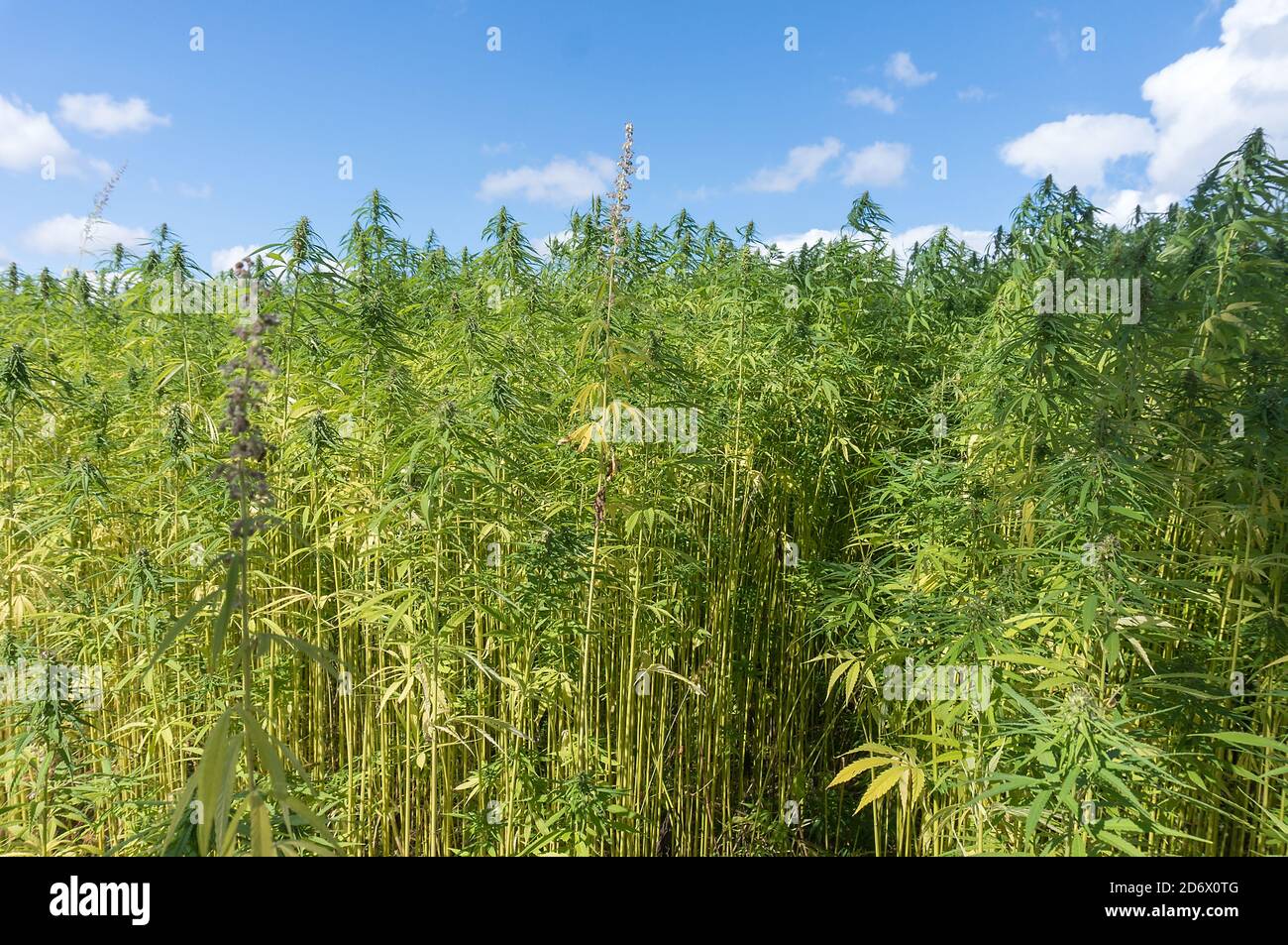 industrial Hemp Cannabis field, Cultivation and growing of technical cannabis Stock Photo - Alamy