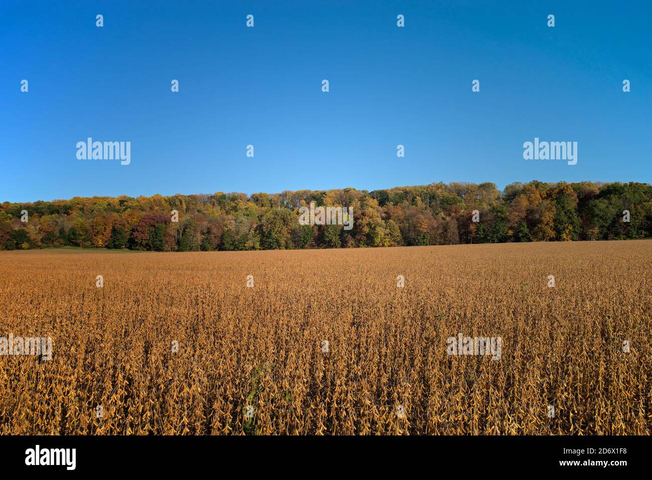 Maturing field of soybeans in the golden afternoon autumn sun. Glycine ...