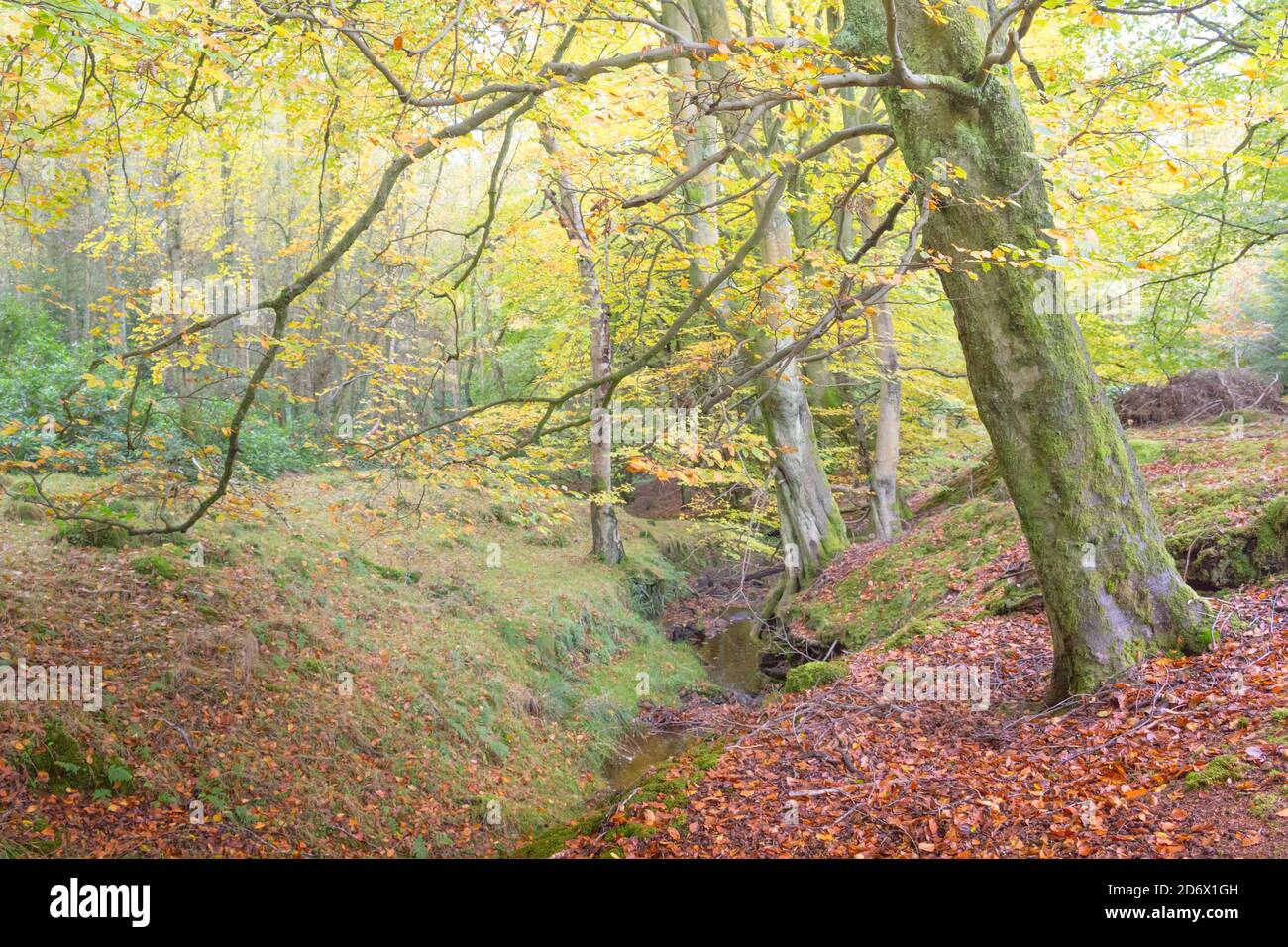Beech trees with golden leaves in Autumn time, a woodland in ...