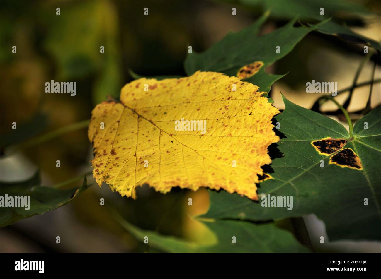 Bright autumn leaf hi-res stock photography and images - Alamy