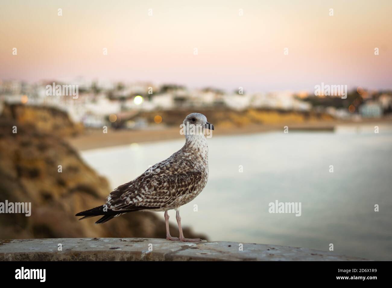 The beach guardian Stock Photo - Alamy