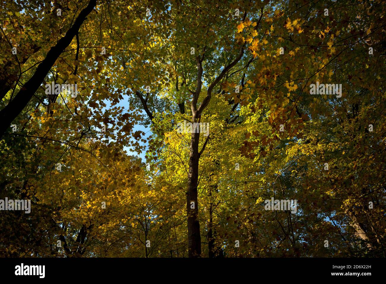 The first rays of sunlight illuminate the treetops in a hardwood forest ...