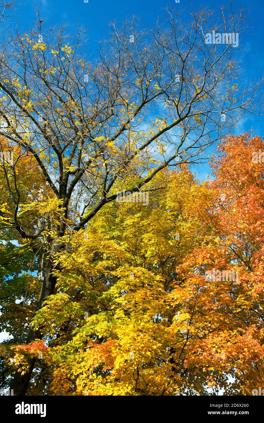 Colors of autumn in full view on a clear sunny morning in the Indiana ...