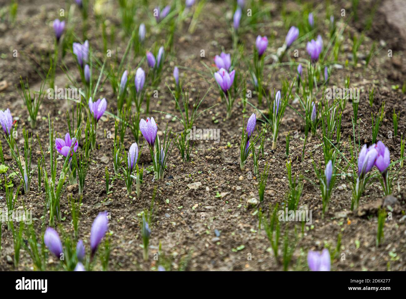 Saffron harvest and processing in Mund, Naters, Switzerland Stock Photo ...