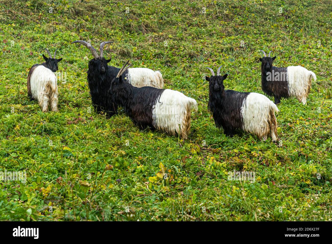 Valais sheep in Naters, Switzerland Stock Photo - Alamy