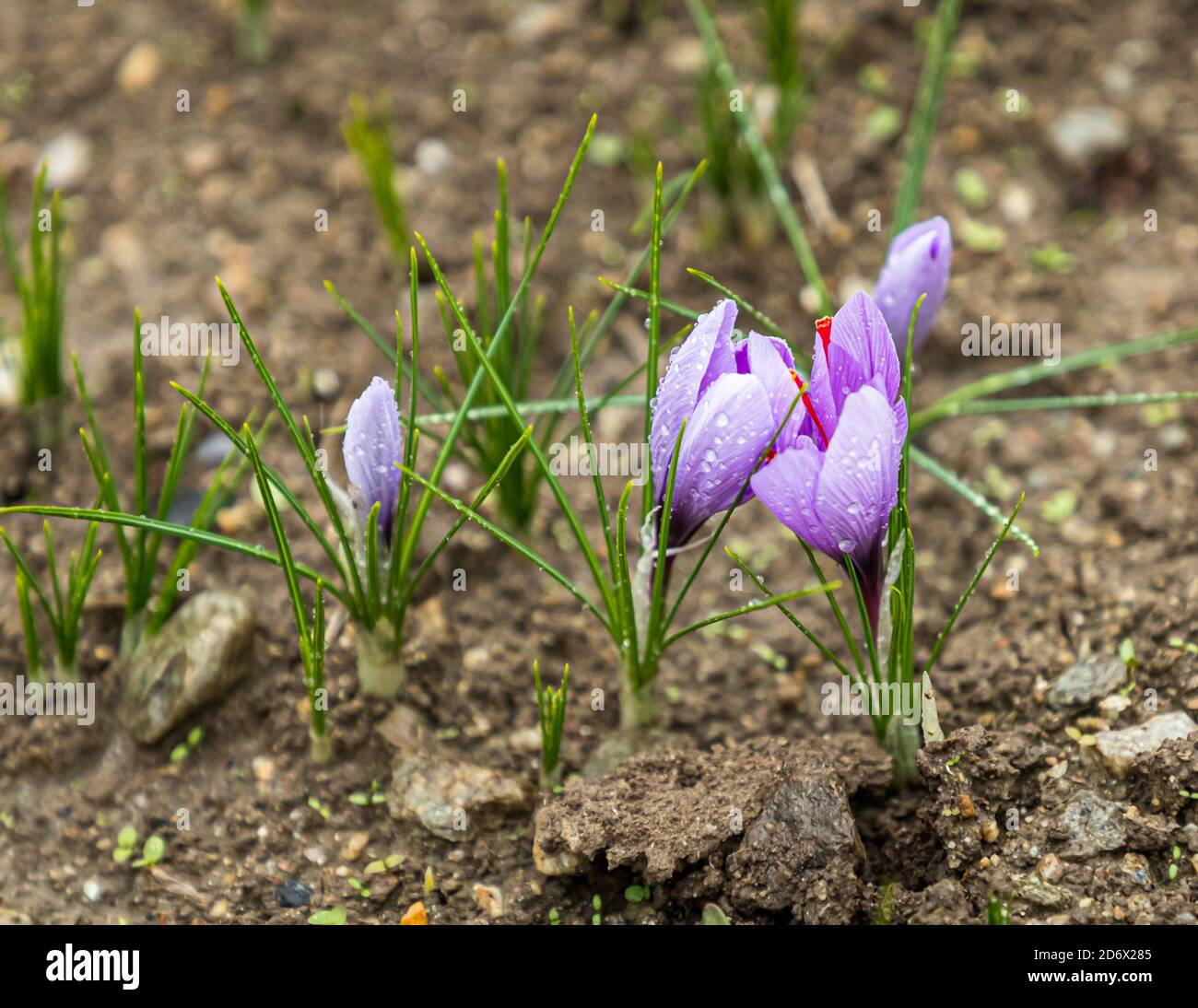 Saffron harvest and processing in Mund, Naters, Switzerland Stock Photo ...