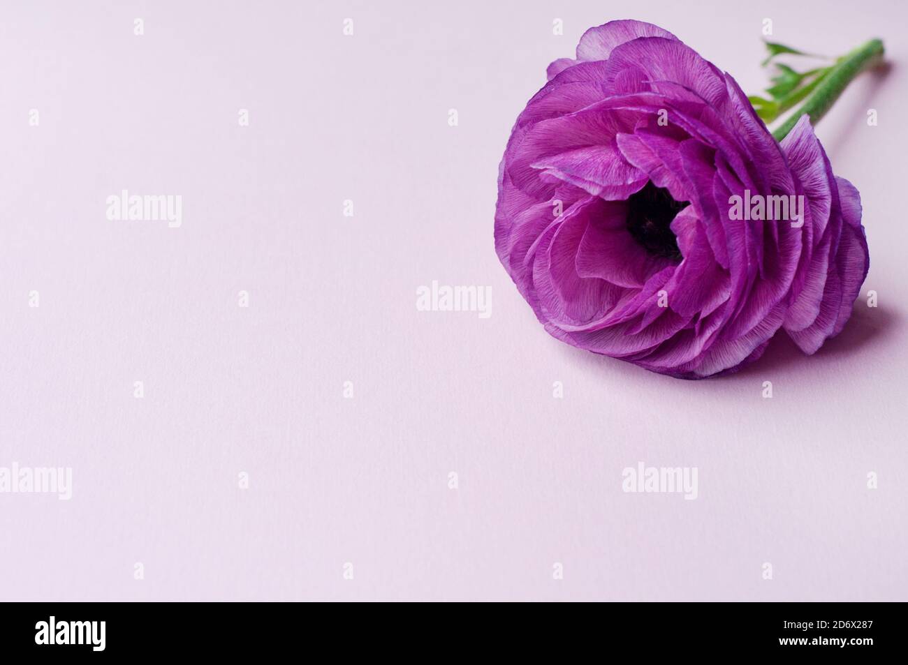 Beautiful purple ranunculus flowers on pink background. Copy space ...
