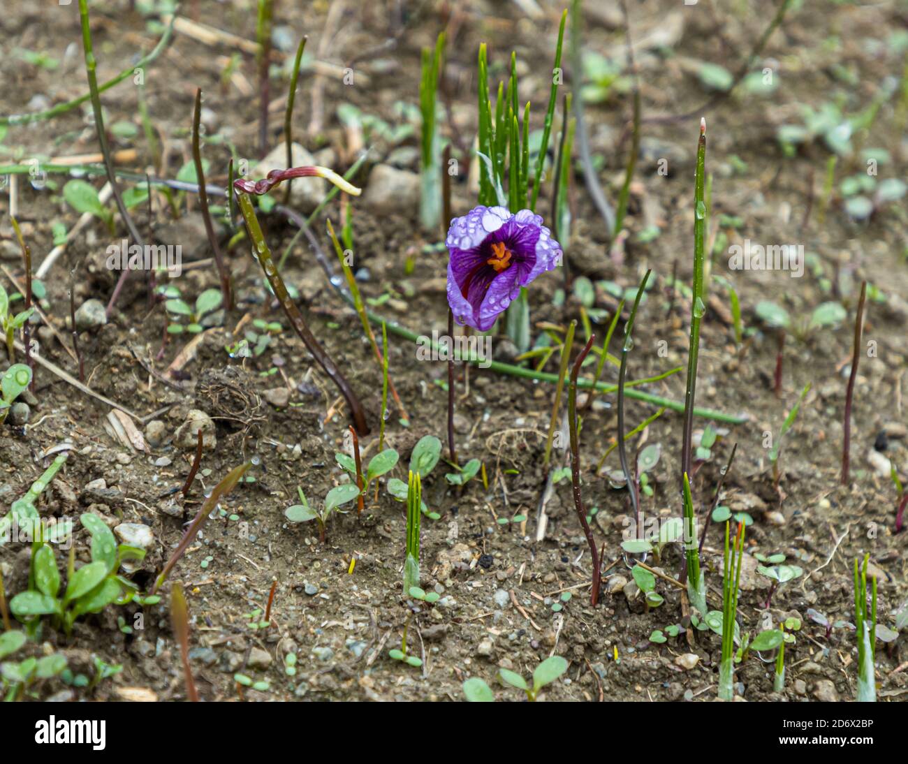 Saffron cultivation, harvest and processing in Mund, Naters ...
