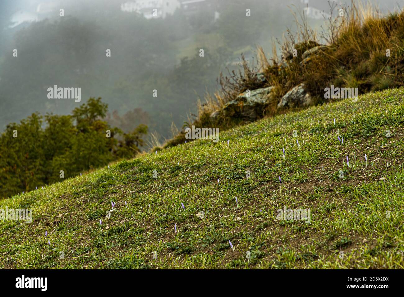Saffron cultivation, harvest and processing in Mund, Naters ...