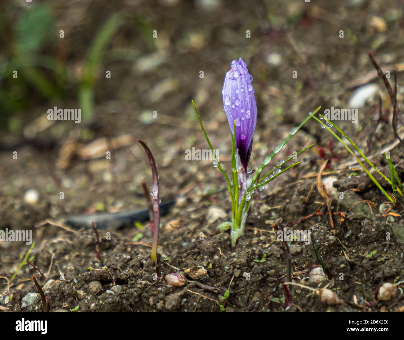 Saffron cultivation, harvest and processing in Mund, Naters ...