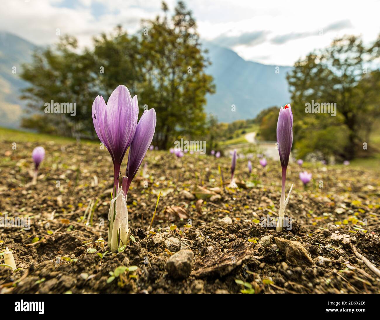 Saffron plantation hi-res stock photography and images - Alamy