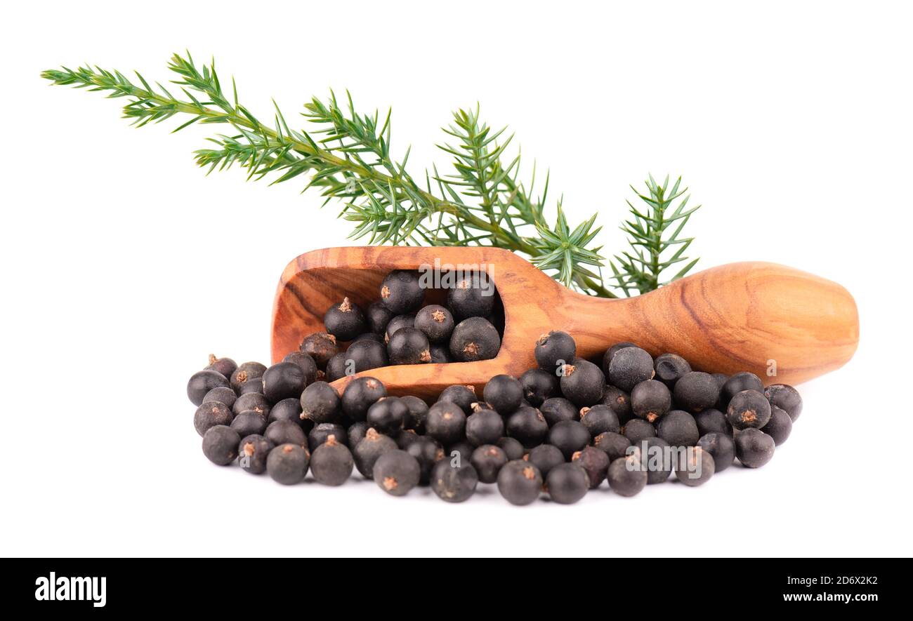 Dry juniper berries with a green branch, isolated on white background ...