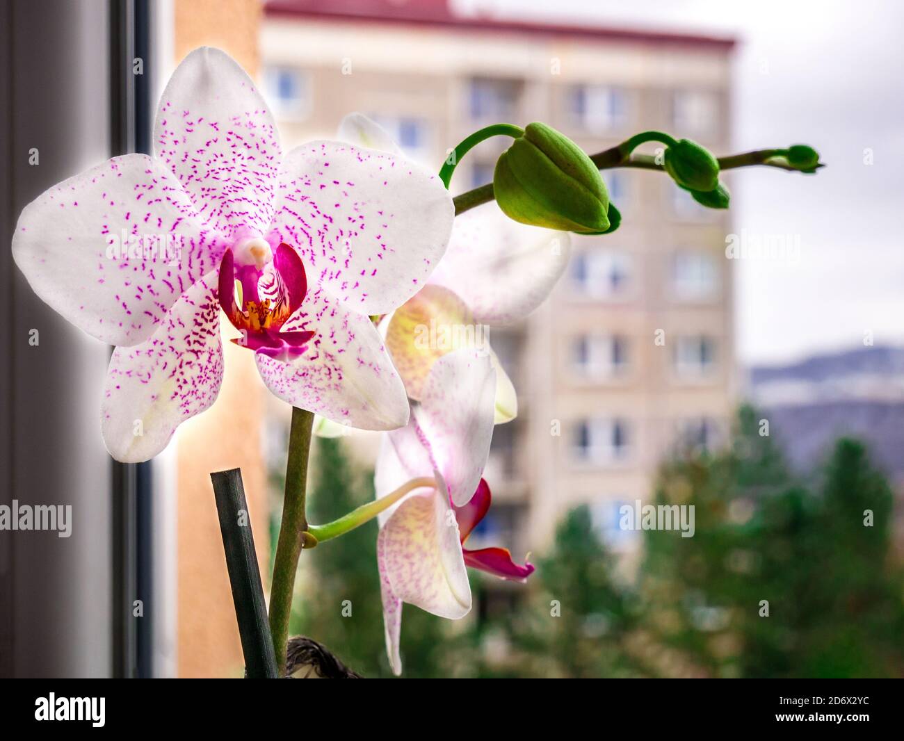 Beautiful white-red orchid flower(Orchidaceae) with a few small buds ...