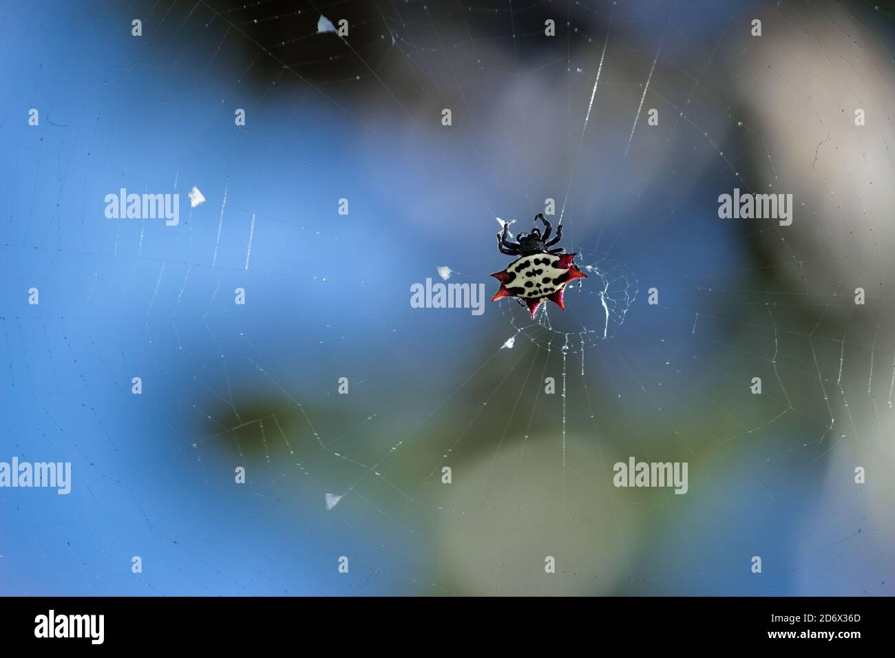 Spiny backed Orb Weaver, Gasteracantha cancriformis Stock Photo - Alamy