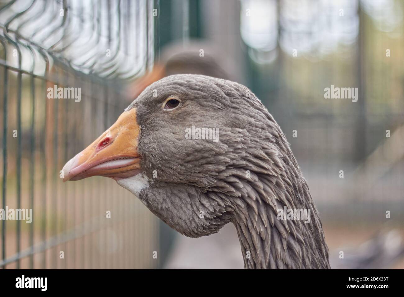 big gray flight goose looks tilting its head on the ground Stock Photo ...