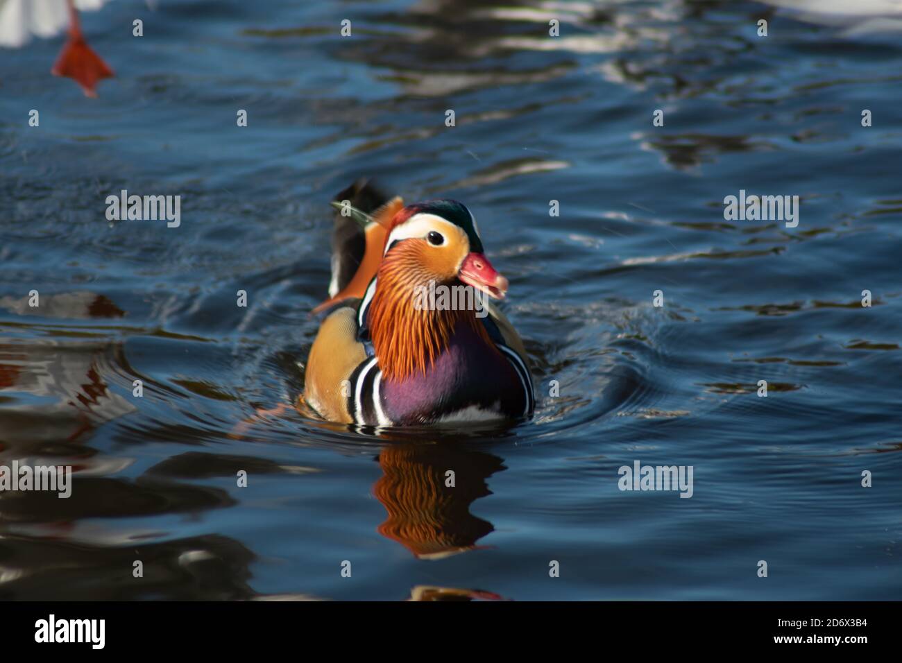 Mandarin duck, swimming in the pond at the park Stock Photo - Alamy