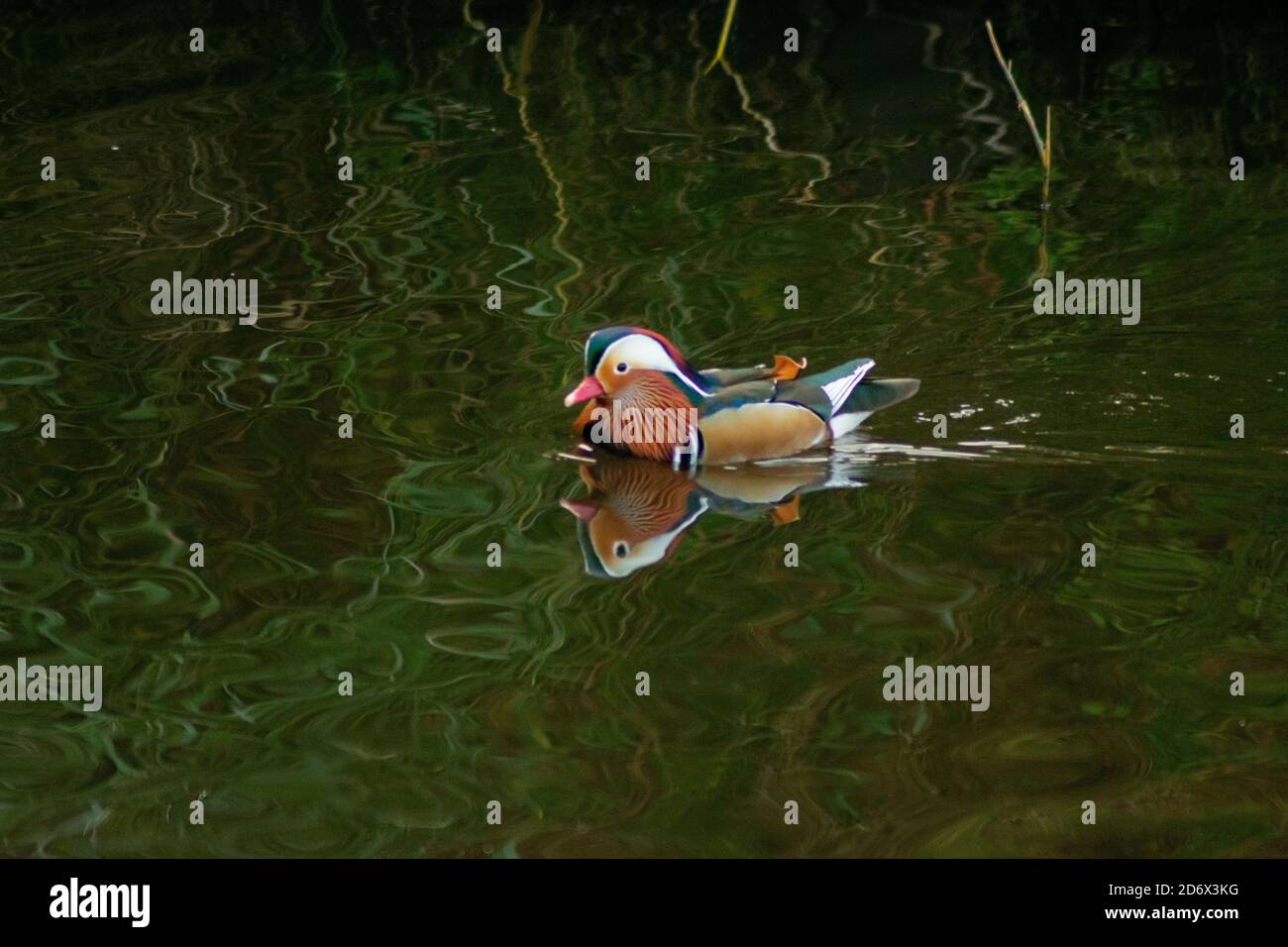 Mandarin duck in flight hi-res stock photography and images - Alamy