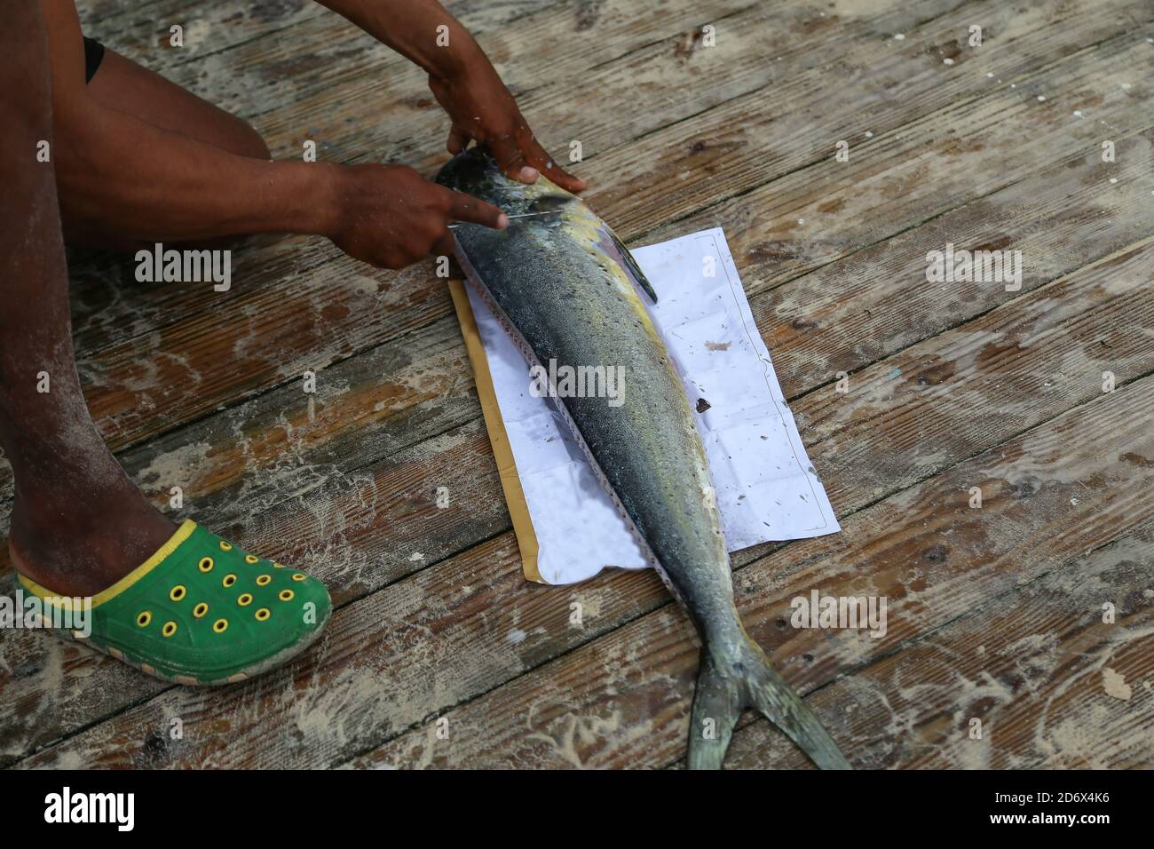 Caught from the sea hi-res stock photography and images - Alamy