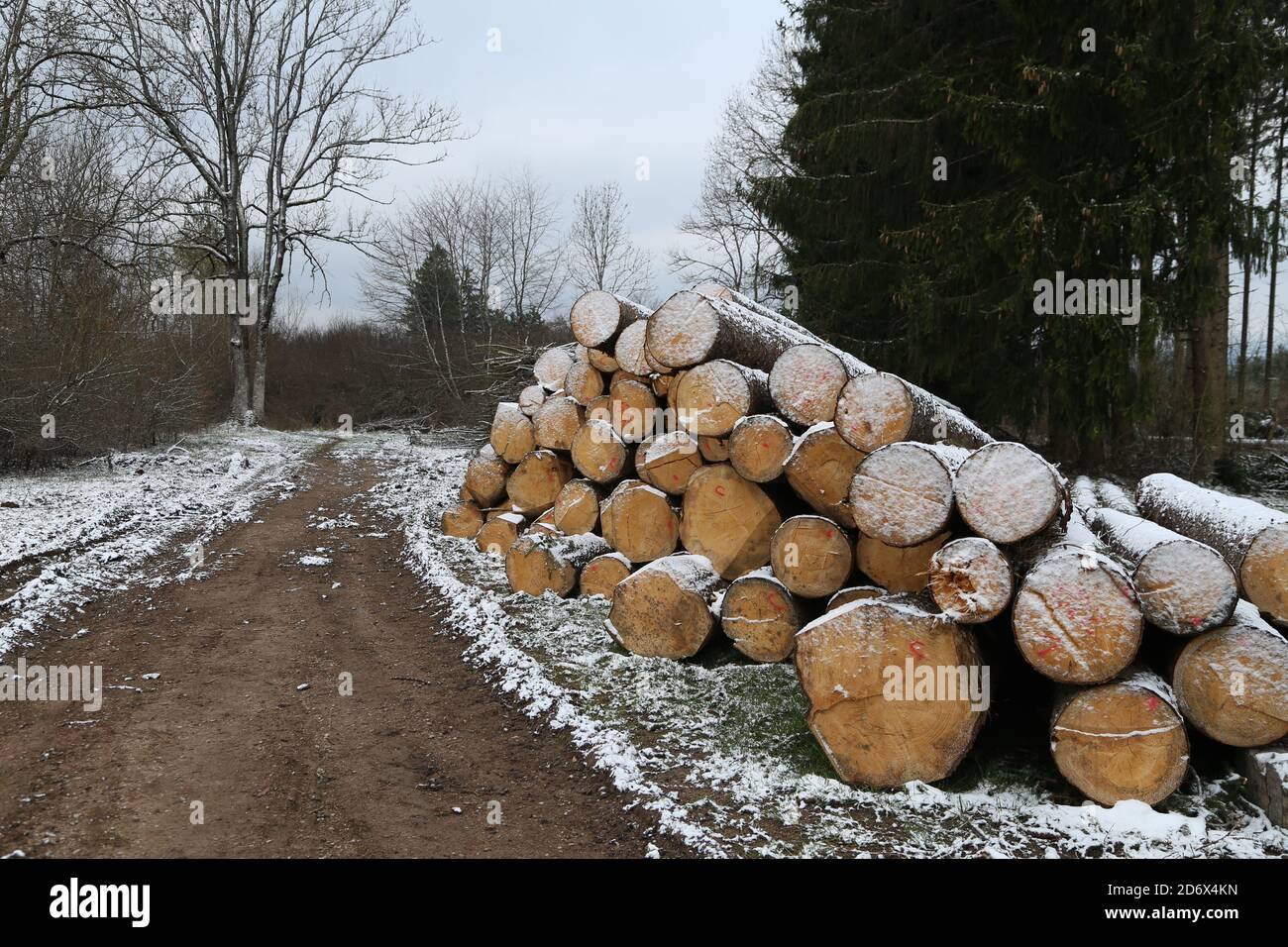 Cut trees in the forest on the side of a forest road Stock Photo - Alamy