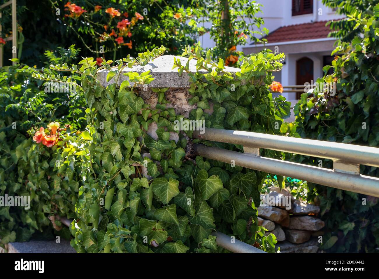 Beautiful garden with green plants at daytime Stock Photo - Alamy