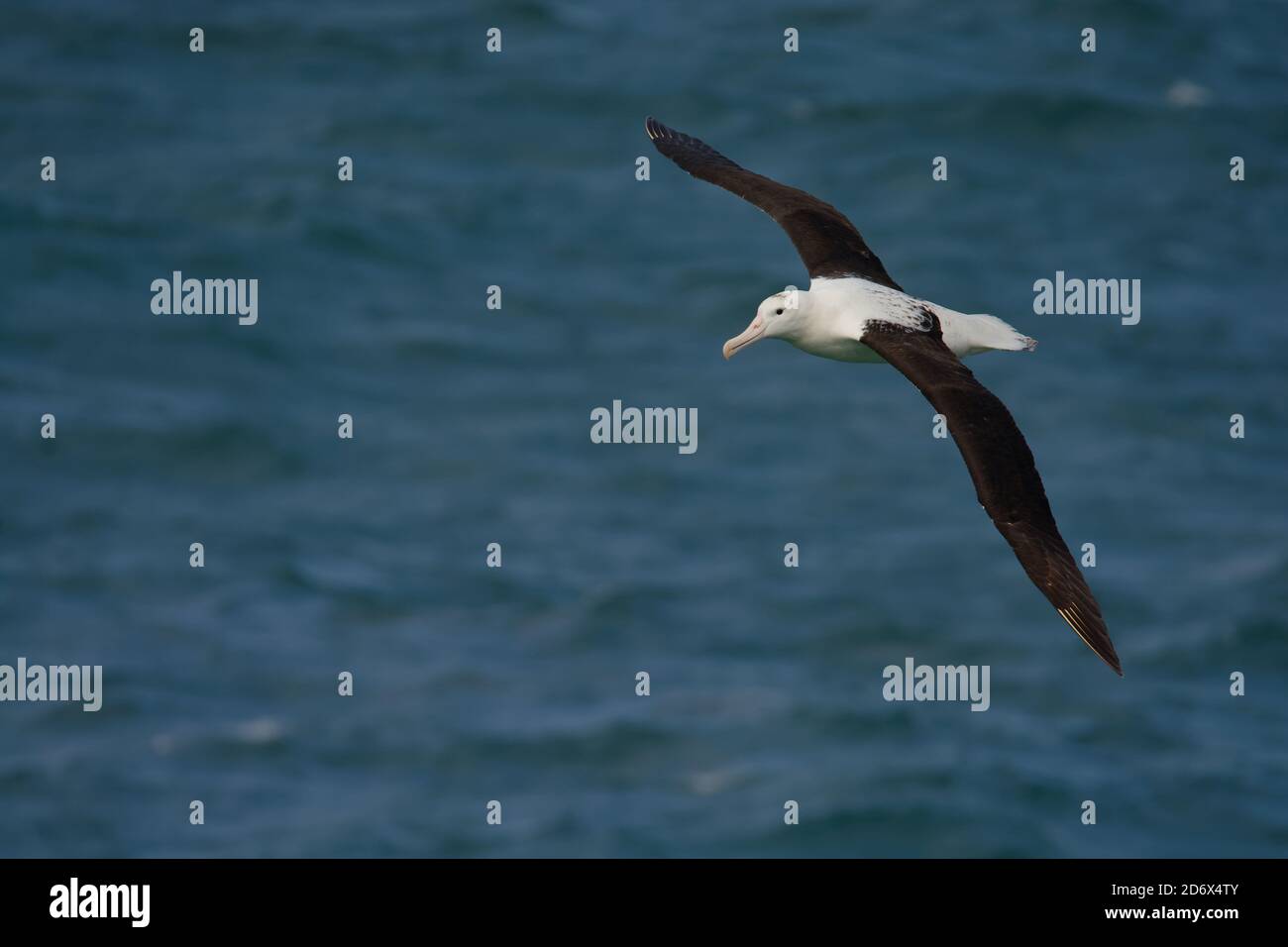 Big white bird hi-res stock photography and images - Alamy
