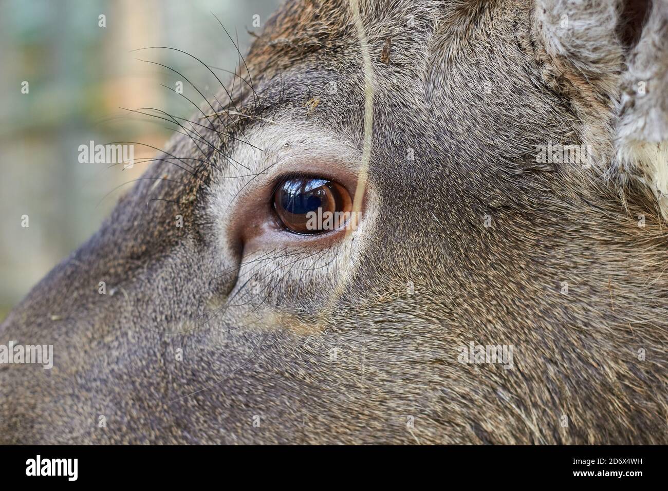 Deer eye deer close-up without fright Stock Photo - Alamy