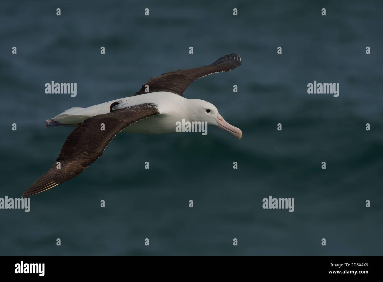 Big white bird hi-res stock photography and images - Alamy