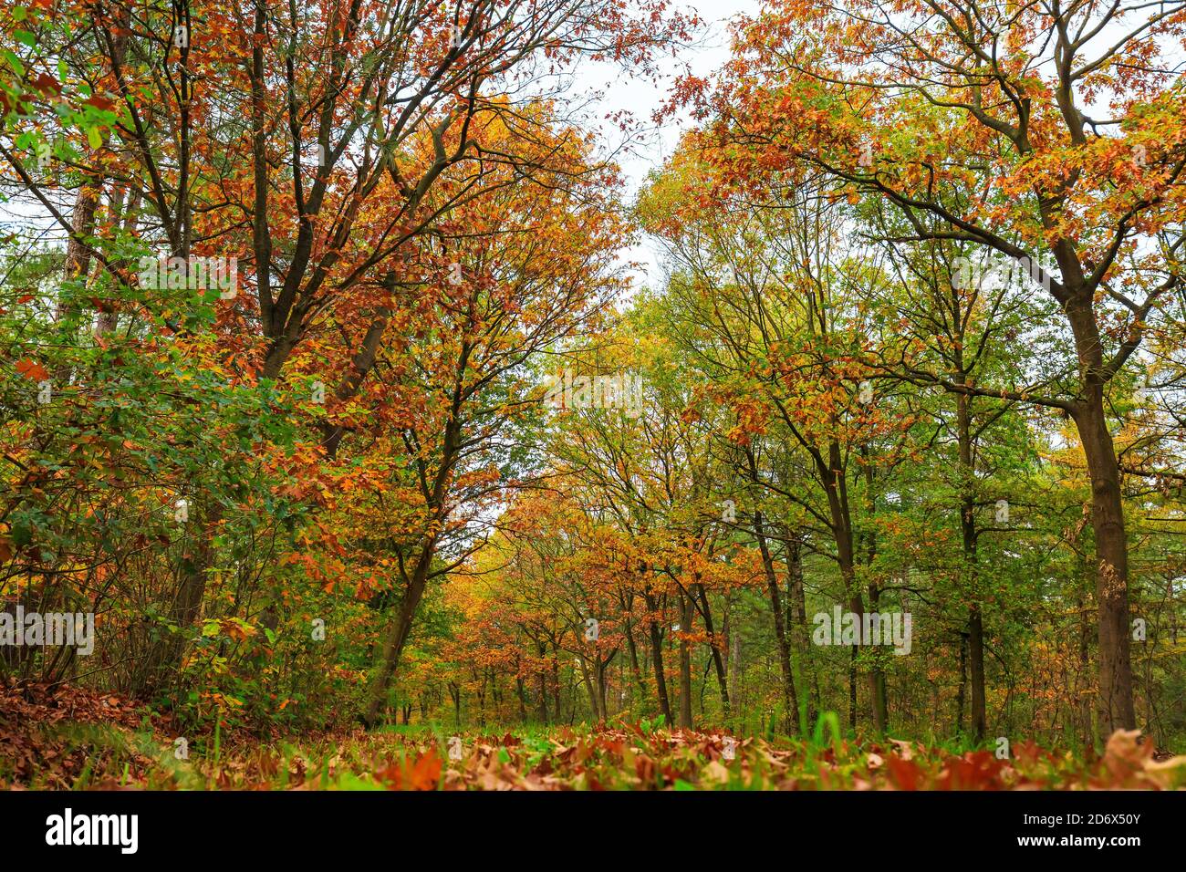 Autumn forest landscape in daylight scenery, vibrant colors Stock Photo ...
