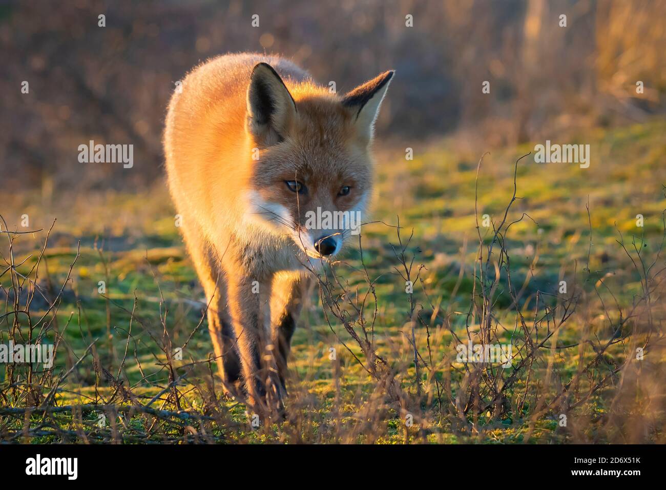 Close-up of a wild red fox, vulpes vulpes, scavenging during a beautiful sunset Stock Photo - Alamy