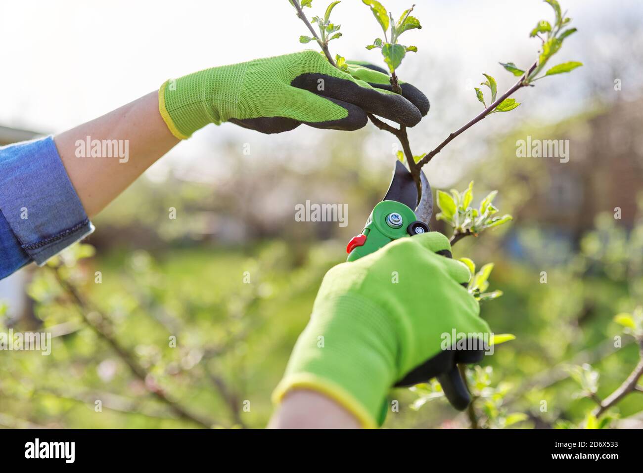 Spring pruning of garden fruit trees and bushes Stock Photo - Alamy