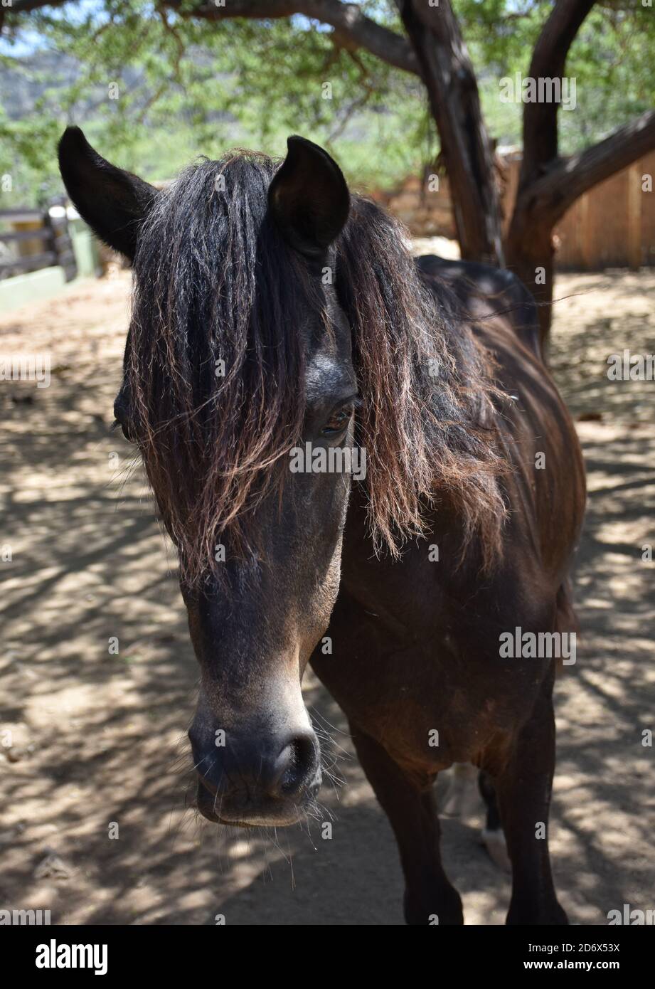 Very sweet shaggy dark bay yearling horse Stock Photo - Alamy