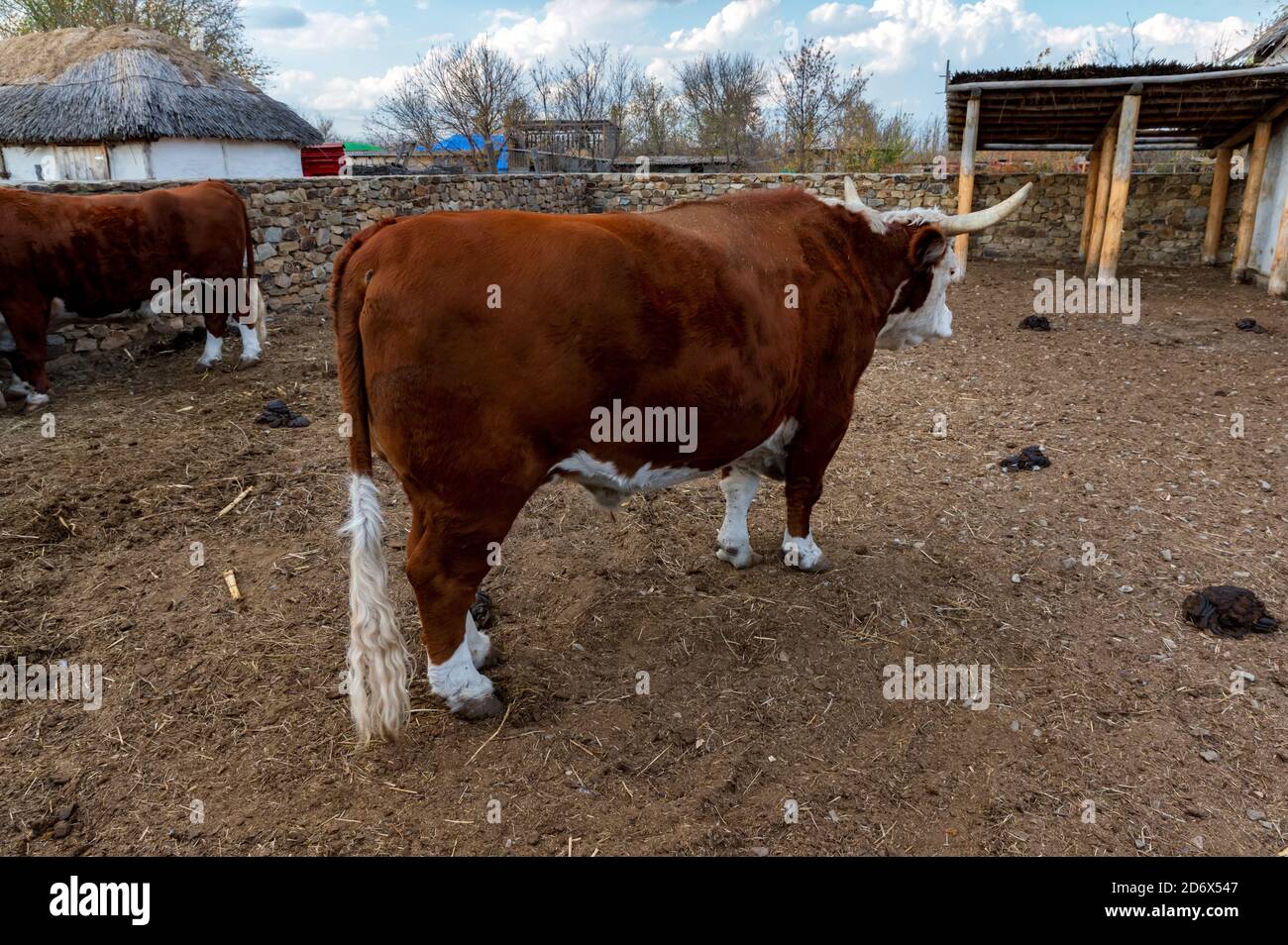 Big ox in cossack's farmyard on Don, Russia Stock Photo - Alamy