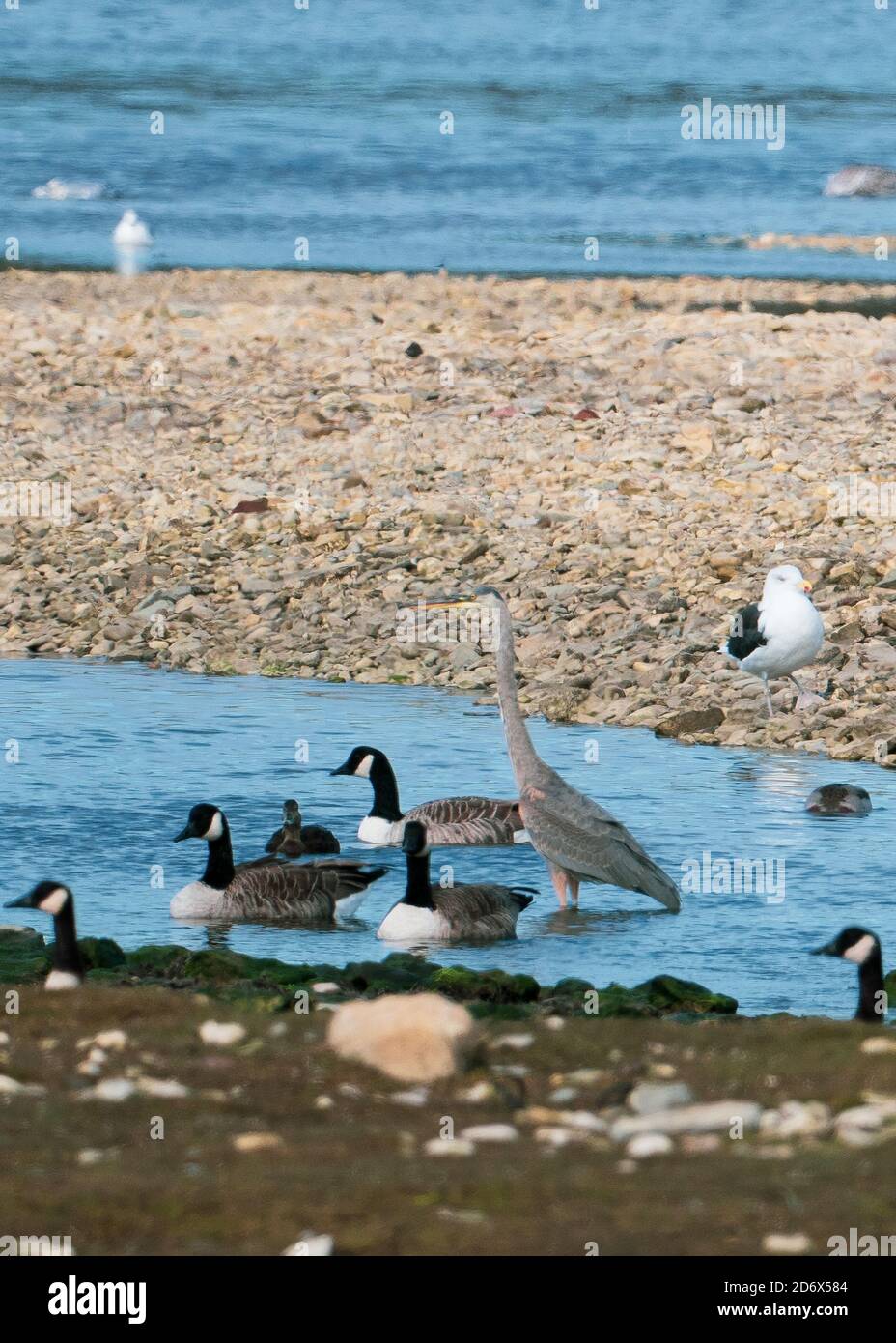 Hunting wild geese ducks snow geese goose hunt Stock Photo - Alamy