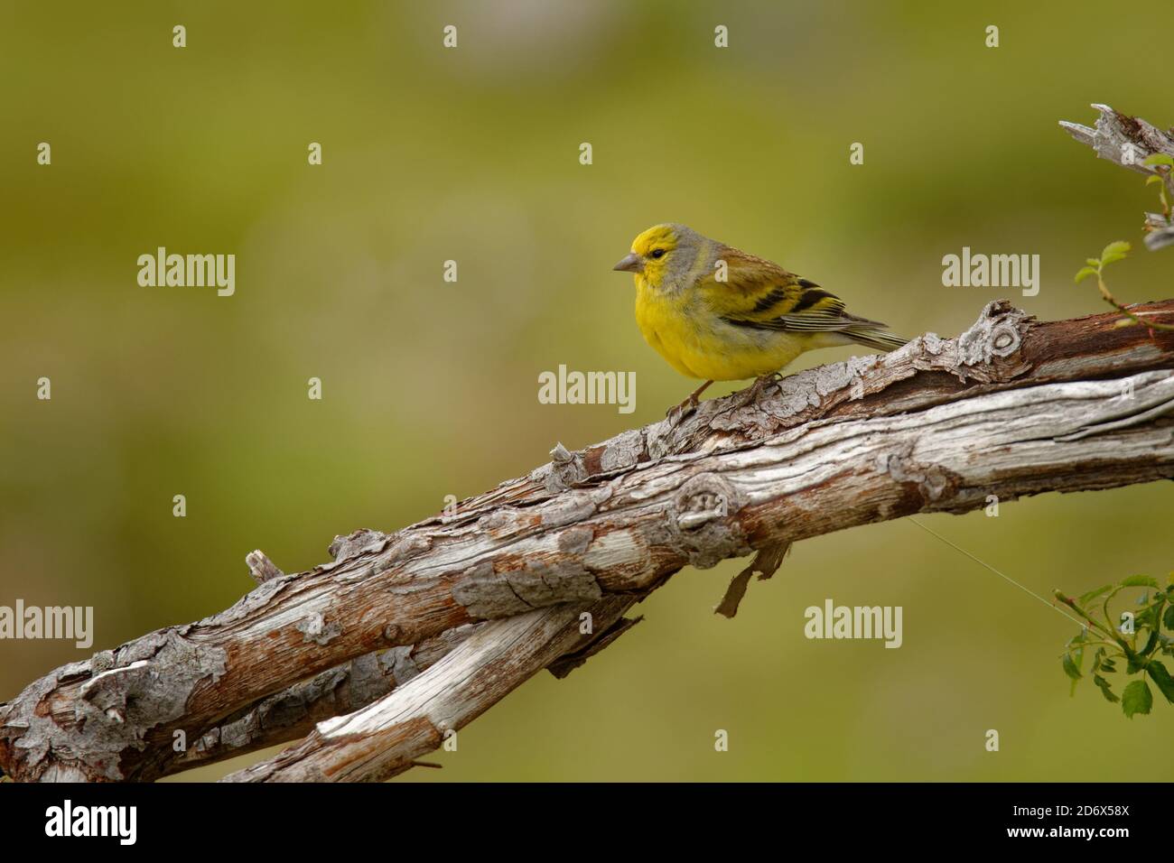 Corsican Finch - Serinus (Carduelis) corsicanus male sitting on the ...