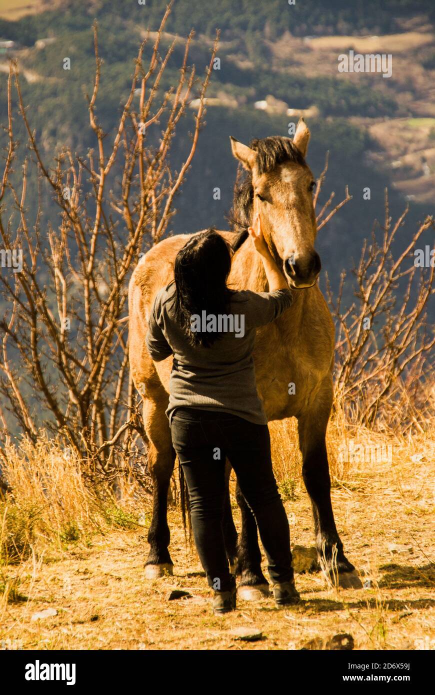 woman standing by a horse caressing his cheeck Stock Photo - Alamy