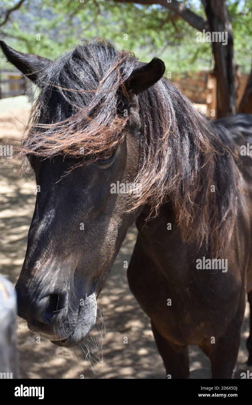 Bay horse with wind blowing the forelock and mane Stock Photo - Alamy