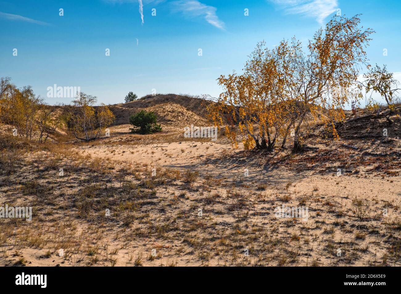 Yellow birch trees in semi-desert in autumn Stock Photo - Alamy