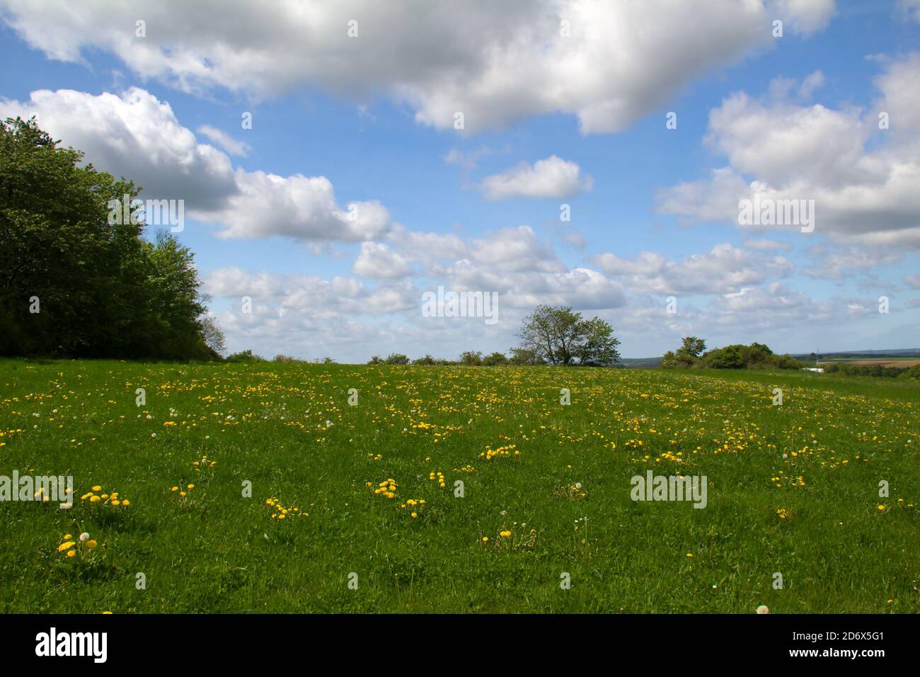 Beautiful scenery of a green field with wildflowers Stock Photo - Alamy